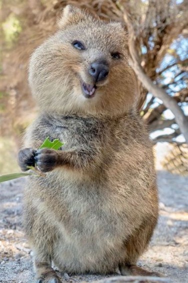 It's Quokka Time in WA!